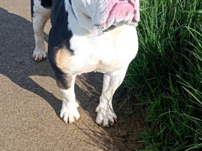 Olde English Bulldogge-Deckrüden in Nordrhein-Westfalen Snautz