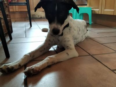 Border Collie ausgewachsen in Not aus Tierheim & Tierschutz in ...