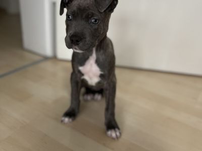 Cane Corso Italiano Mix in Hessen kaufen & verkaufen Snautz