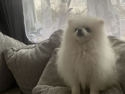 Spitz reinrassig & ausgewachsen in Deggendorf kaufen & verkaufen Snautz