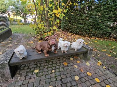 Olde English Bulldogge in der Schweiz kaufen & verkaufen Snautz