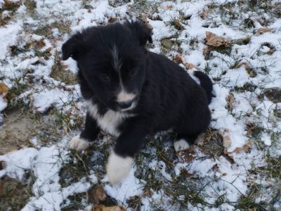 Border Collie ausgewachsen in Jerichower Land kaufen & verkaufen Snautz