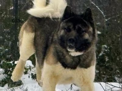 American Akita-Züchter in Bayern Snautz