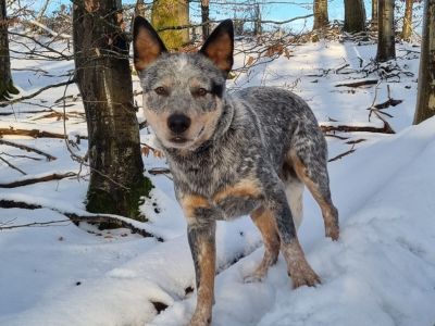 Australian Cattle Dog ausgewachsen in Rheinland-Pfalz kaufen ...