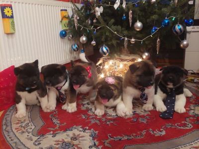 American Akita Rassehunde in Varazdin county kaufen & verkaufen Snautz