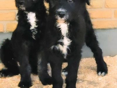 Australian Shepherd ausgewachsen in Nienburg kaufen & verkaufen Snautz