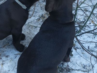 Labrador Retriever Mix in Uckermark kaufen & verkaufen Snautz
