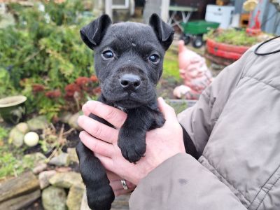 Patterdale Terrier ausgewachsen kaufen & verkaufen Snautz