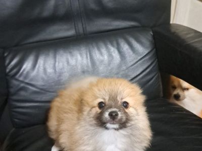 Spitz Rassehunde in Kassel kaufen & verkaufen Snautz