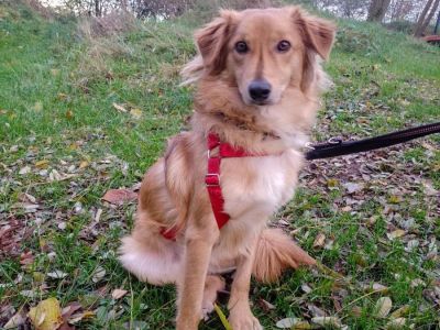 Ausgewachsene Chesapeake Bay Retriever-Mischlinge in Hessen kaufen ...