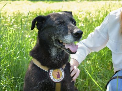 10 regeln für deinen hund Tiermarkt Snautz