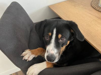 Ausgewachsene Entlebucher Sennenhund-Mischlinge kaufen & verkaufen Snautz