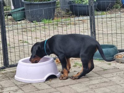 Reinrassige Dobermann-Junghunde in Mecklenburg-Vorpommern kaufen ...