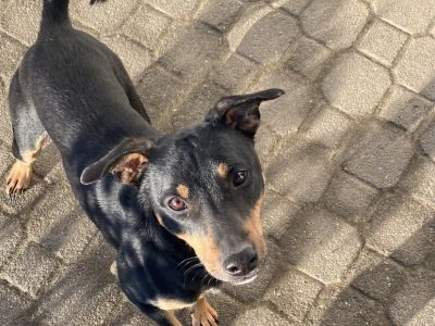 Patterdale Terrier ausgewachsen kaufen & verkaufen Snautz