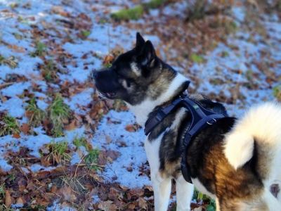 American Akita ausgewachsen in Rhein-Hunsrück-Kreis kaufen & verkaufen ...