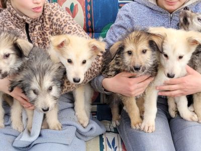 Irish Wolfhound in Deutschland Snautz