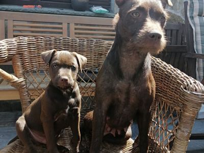 Patterdale Terrier Rassehunde kaufen & verkaufen Snautz