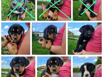 Labrador Retriever Mix in Schwäbisch Hall kaufen & verkaufen Snautz