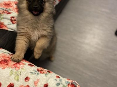 Spitz Rassehunde in Bayreuth kaufen & verkaufen Snautz