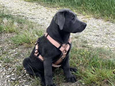 Labrador Retriever Rassehunde in Ried kaufen & verkaufen Snautz