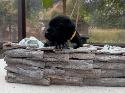 Cane Corso Italiano Mix in Eichsfeld kaufen & verkaufen Snautz