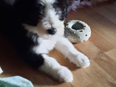 Reinrassige Bearded Collie-Junghunde in Hessen kaufen & verkaufen Snautz