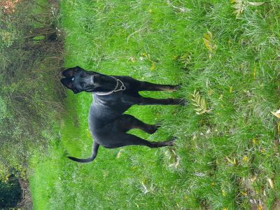 Dobermann Mix in Rhein-Pfalz-Kreis kaufen & verkaufen Snautz