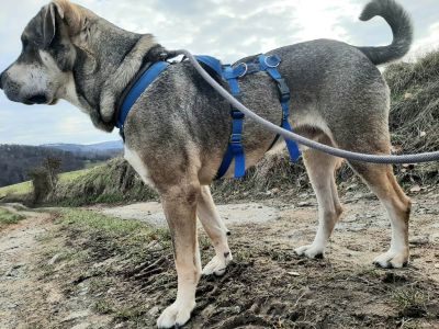 Weimaraner Mix in Hessen kaufen & verkaufen Snautz
