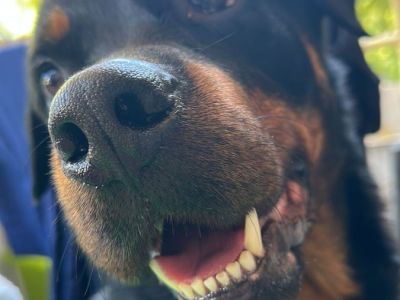 Labrador Retriever in Lichtenberg kaufen & verkaufen Snautz