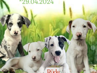 Catahoula Leopard Dog-Junghunde in Aurich kaufen & verkaufen Snautz