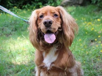 Hunde tierschutz tierheim Cocker Spaniel in Deutschland // Snautz.de