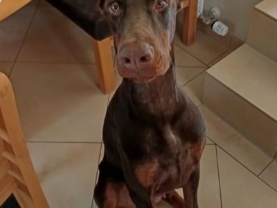 Dobermann Rassehunde in Donnersbergkreis kaufen & verkaufen Snautz