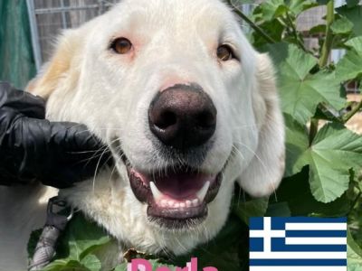 Ausgewachsene Labrador Retriever-Mischlinge in Griechenland kaufen ...