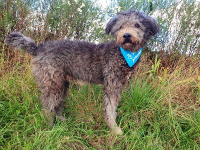 Pudel Mischlinge in Deutschland kaufen & verkaufen // Snautz.de