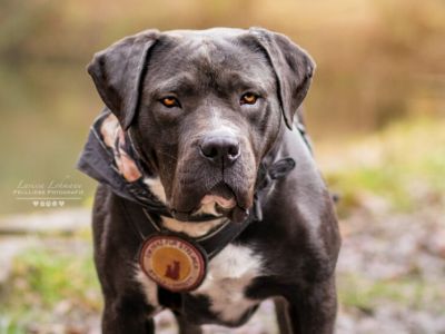 Ausgewachsene Cane Corso Italiano-Mischlinge in Not aus Tierheim ...