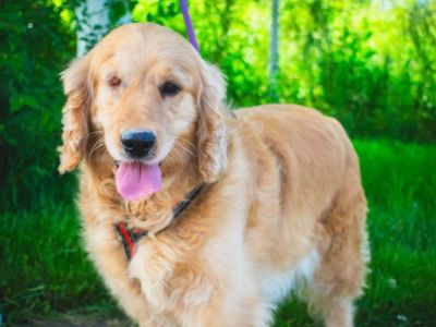 Tierschutz hunde Cocker Spaniel aus Tierheim & Tierschutz kaufen ...