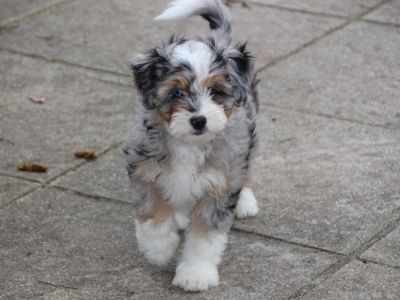 Pudel Mischlinge in Deutschland kaufen & verkaufen // Snautz.de