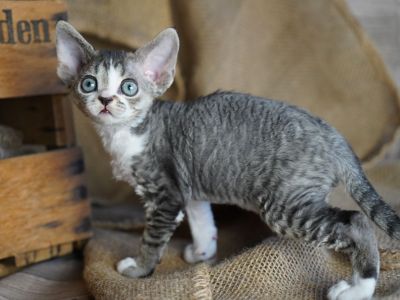 Katzenzüchter // Snautz.de