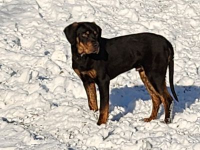 Catahoula Leopard Dog-Junghunde in der Slowakei kaufen & verkaufen Snautz