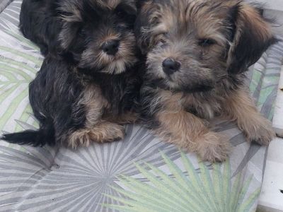 Lhasa Apso Mix kaufen & verkaufen Snautz