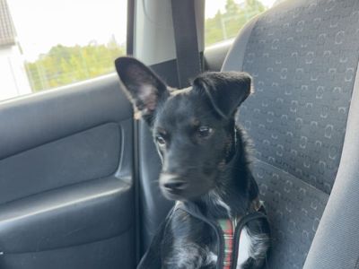 Deutscher Schäferhund Mix in Mönchengladbach kaufen & verkaufen Snautz