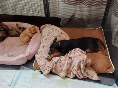 Prager Rattler Mix in Hessen kaufen & verkaufen Snautz