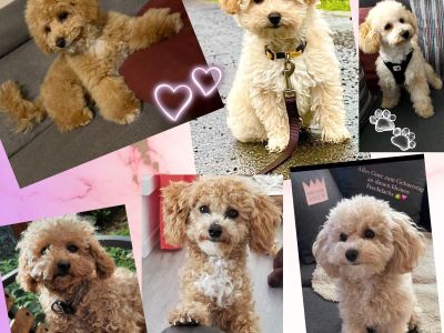 Pudel Mischlinge in Deutschland kaufen & verkaufen // Snautz.de