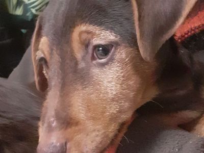 Welsh Terrier Mix kaufen & verkaufen Snautz