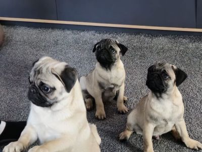Mops reinrassig & ausgewachsen in Mainz kaufen & verkaufen Snautz