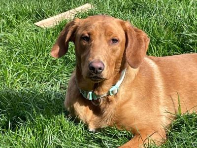 Labrador Retriever Mix in Herzogtum Lauenburg kaufen & verkaufen Snautz