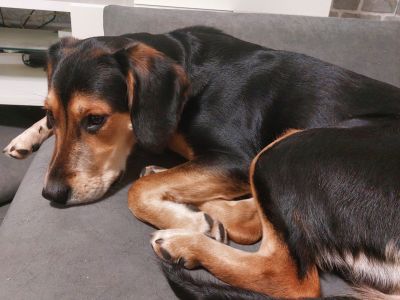 Junge Golden Retriever-Mischlinge in Westerwaldkreis kaufen & verkaufen ...