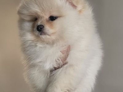 Spitz Rassehunde in Mainz kaufen & verkaufen Snautz