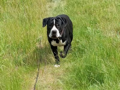 Cane Corso Italiano Mix in Celle kaufen & verkaufen Snautz