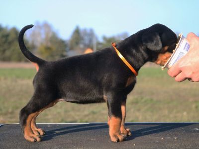 Dobermann Rassehunde in Lebus kaufen & verkaufen Snautz